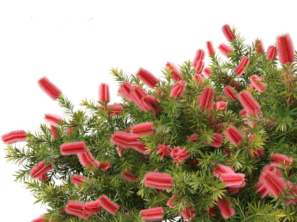 Callistemon Citrinus Little John – Dwarf Bottlebrush 3D model ...