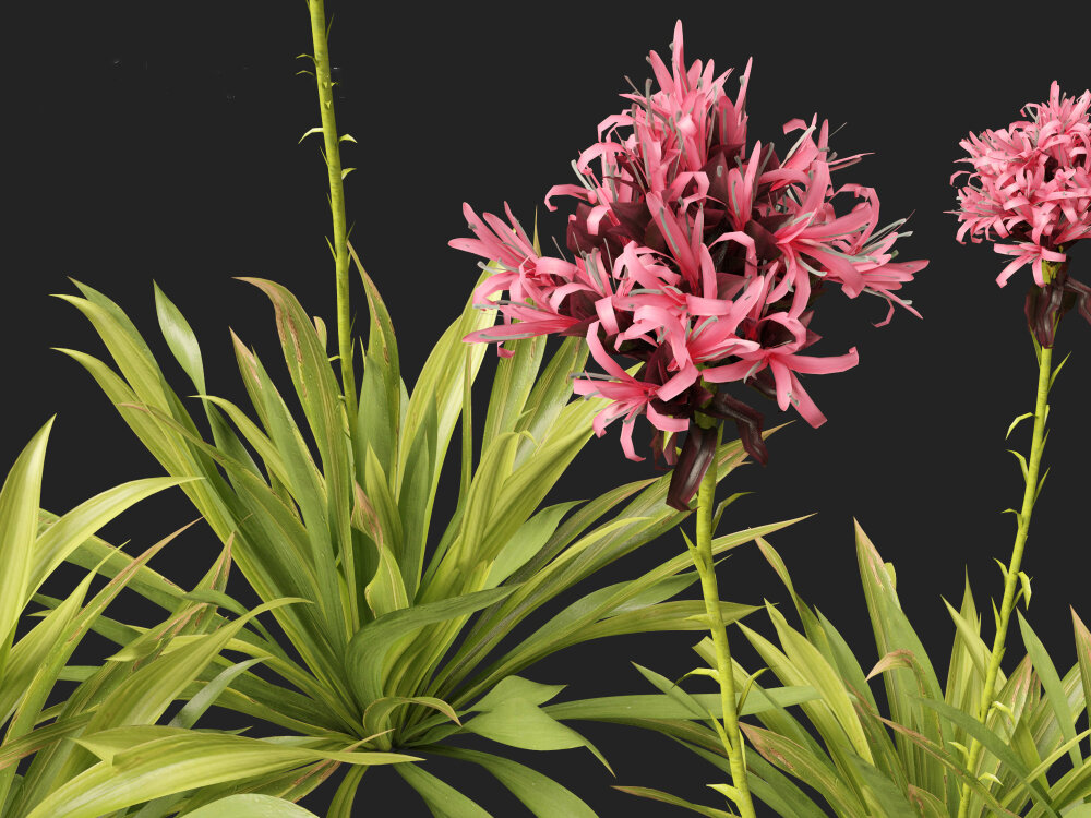 Doryanthes Excelsa – Gymea Lily 3D model - Download Flowers on 3DModels.org