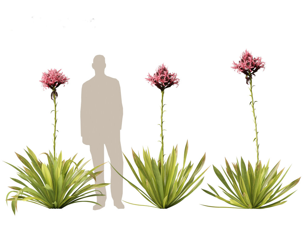 Doryanthes Excelsa – Gymea Lily 3D model - Download Flowers on 3DModels.org