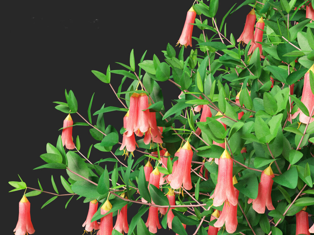 Correa Dusky Bells – Native Fuchsia 3D model - Download Bushes on ...