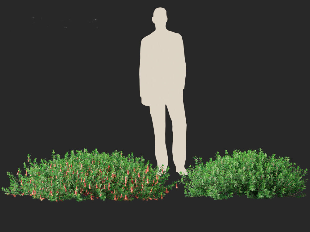 Correa Dusky Bells – Native Fuchsia 3D model - Download Bushes on ...