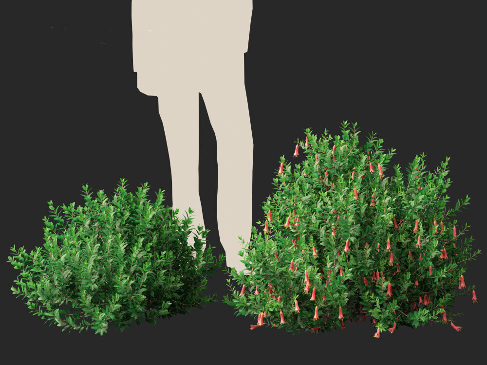 Correa Dusky Bells – Native Fuchsia 3D model - Download Bushes on ...