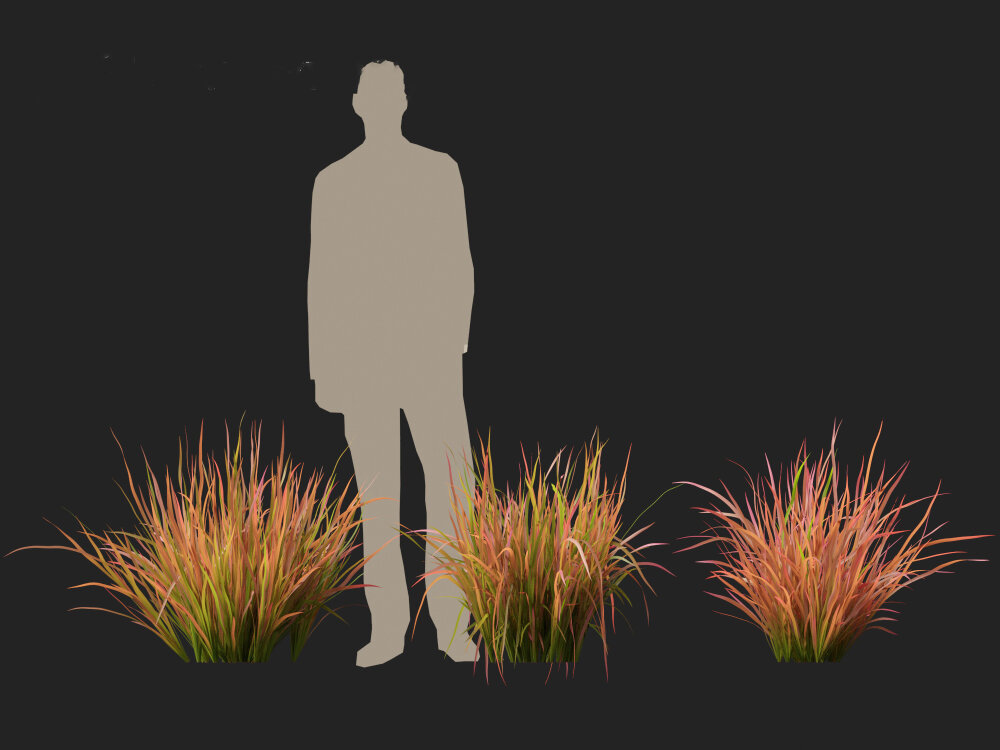 Imperata Cylindrica Red Baronjapanese Blood Grass 3D model - Download ...