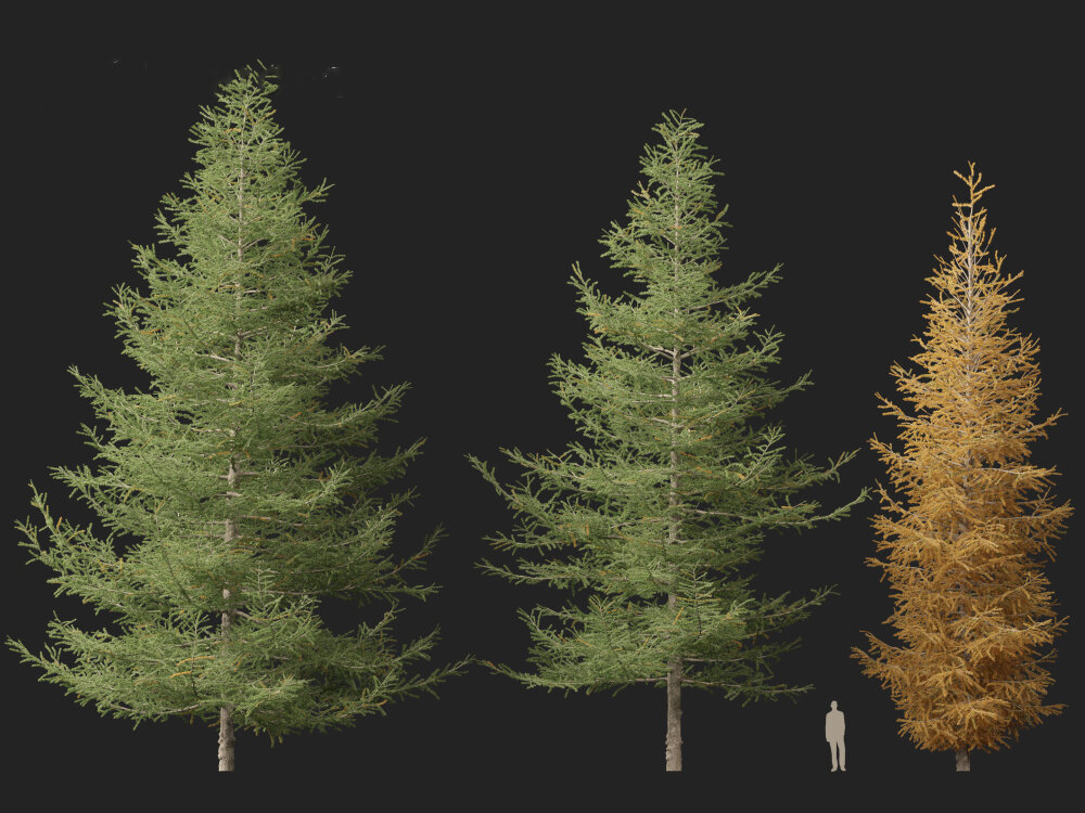 Larix Laricinaamerican Larch 3D model - Download Trees on 3DModels.org