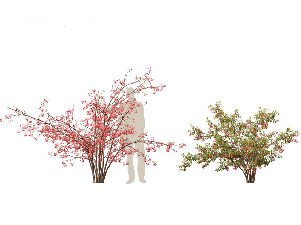 Aronia Arbutifolia Red Chokeberry 3D model - Download Bushes on ...
