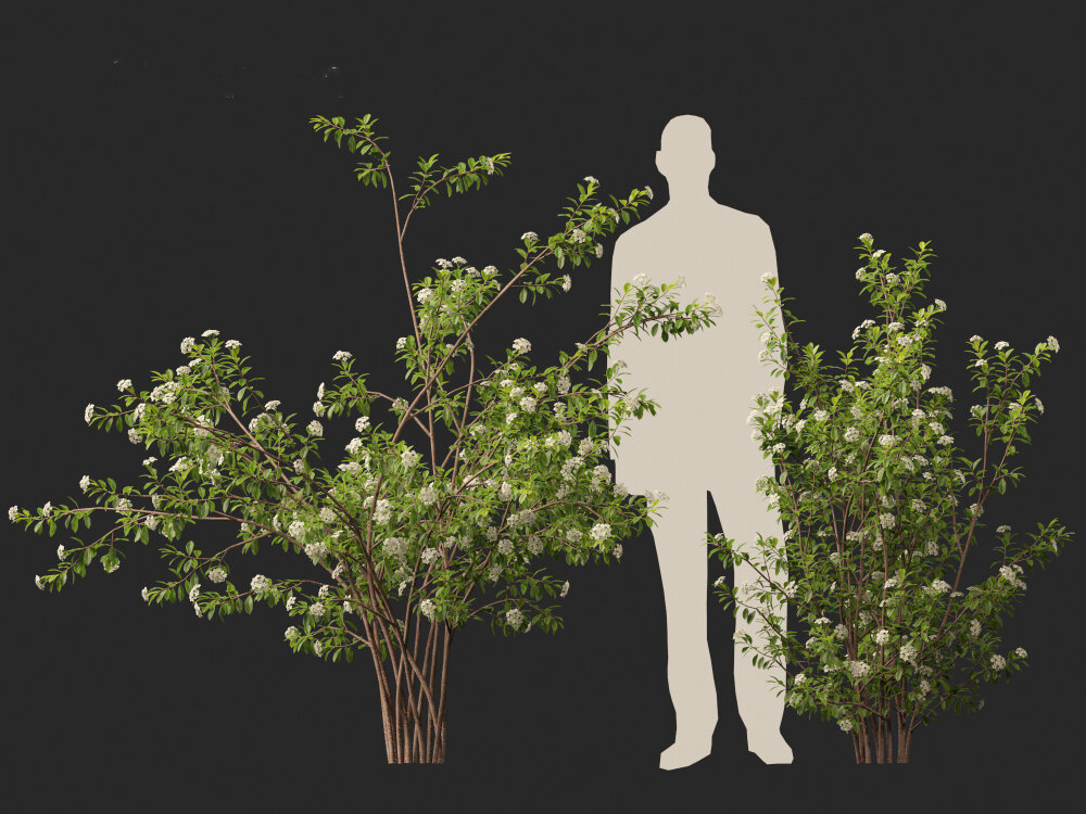 Aronia Arbutifolia Red Chokeberry 3D model - Download Bushes on ...