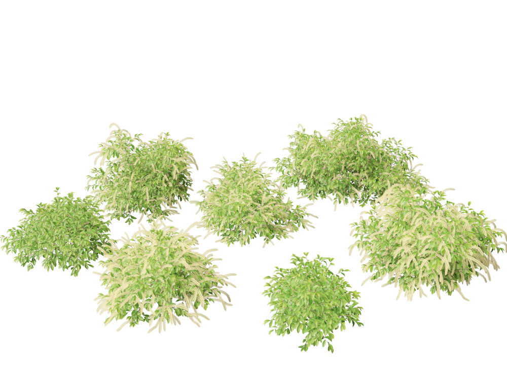 Itea Virginica Virginia Sweetspire 3D model - Download Bushes on ...