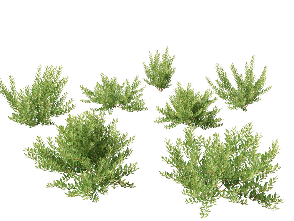 Prunus Pumila Besseyi Western Sand Cherry 3D model - Download Bushes on ...