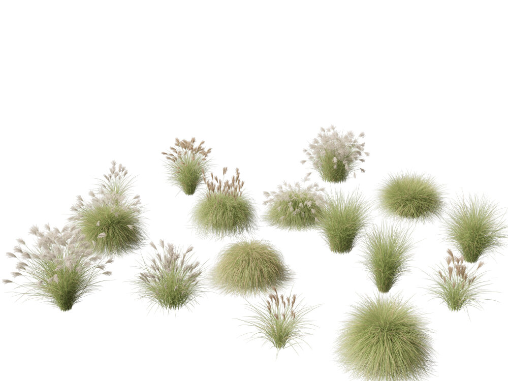 Miscanthus Sinensis Gracillimus Chinese Silver Grass 3D model ...