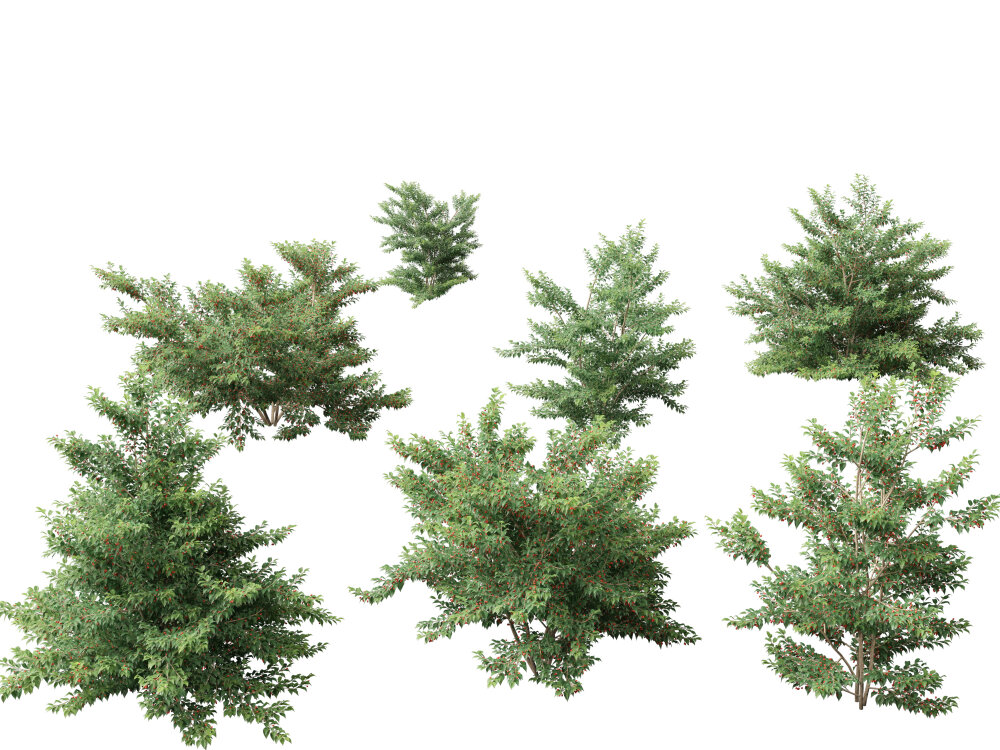 Ilex Pedunculosa Longstalk Holly 3D model - Download Trees on 3DModels.org