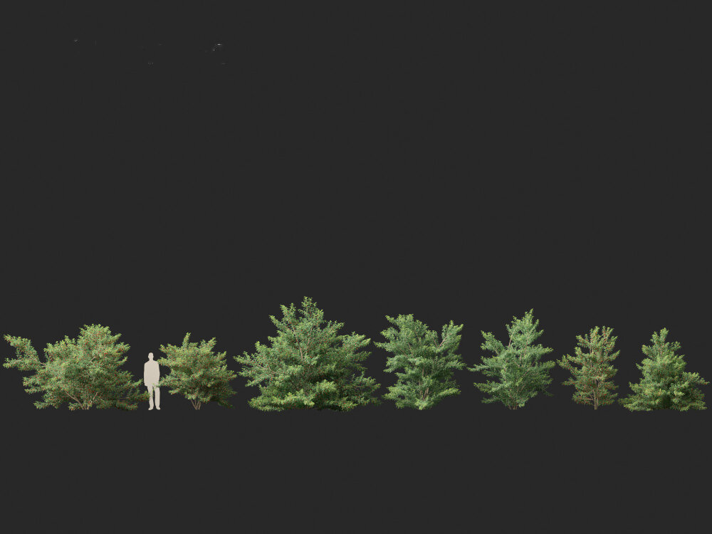 Ilex Pedunculosa Longstalk Holly 3D model - Download Trees on 3DModels.org