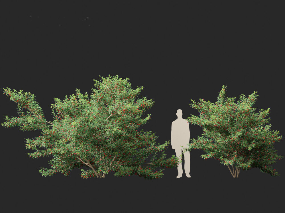 Ilex Pedunculosa Longstalk Holly 3D model - Download Trees on 3DModels.org