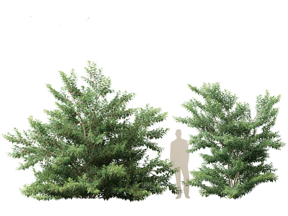 Ilex Pedunculosa Longstalk Holly 3D model - Download Trees on 3DModels.org