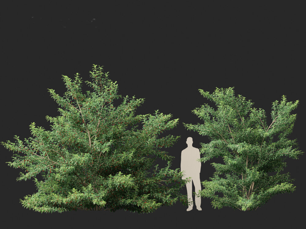 Ilex Pedunculosa Longstalk Holly 3D model - Download Trees on 3DModels.org
