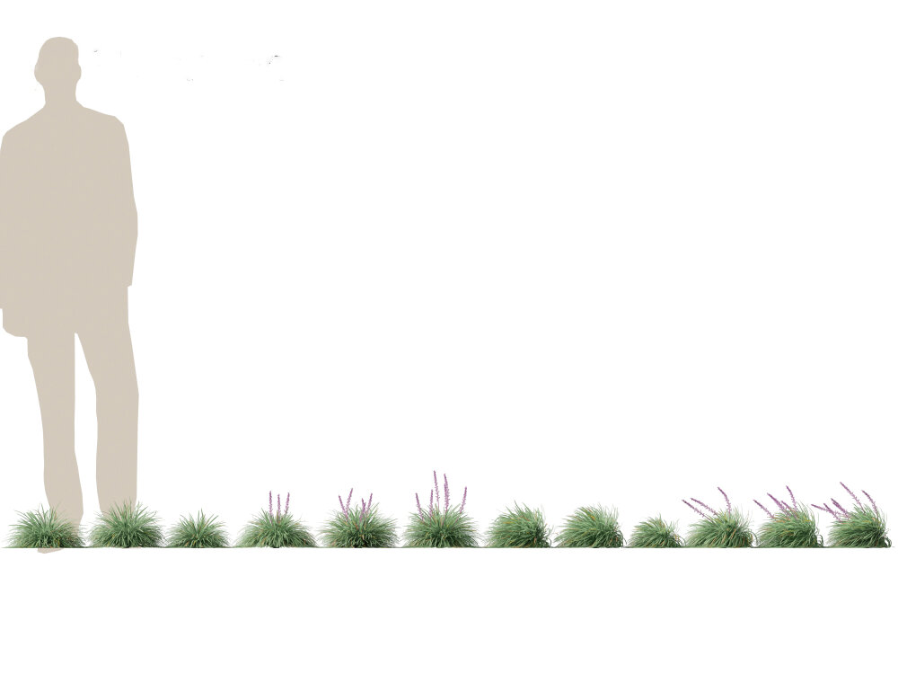 Ophiopogon Japonicus Mondo Grass 3D model - Download Grass on 3DModels.org