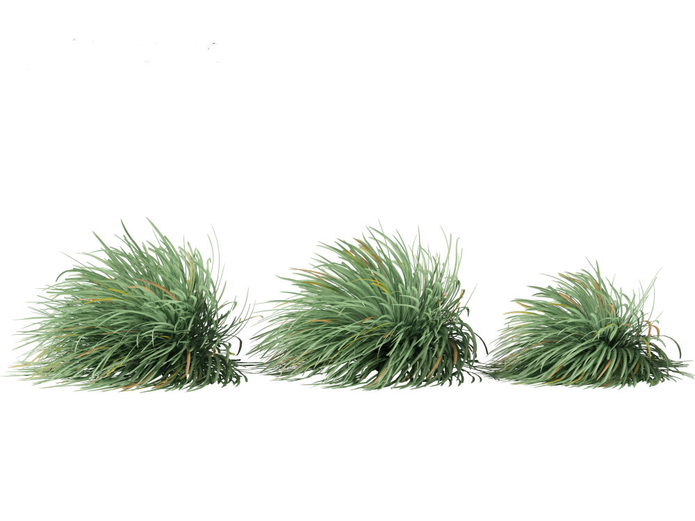 Ophiopogon Japonicus Mondo Grass 3D model - Download Grass on 3DModels.org