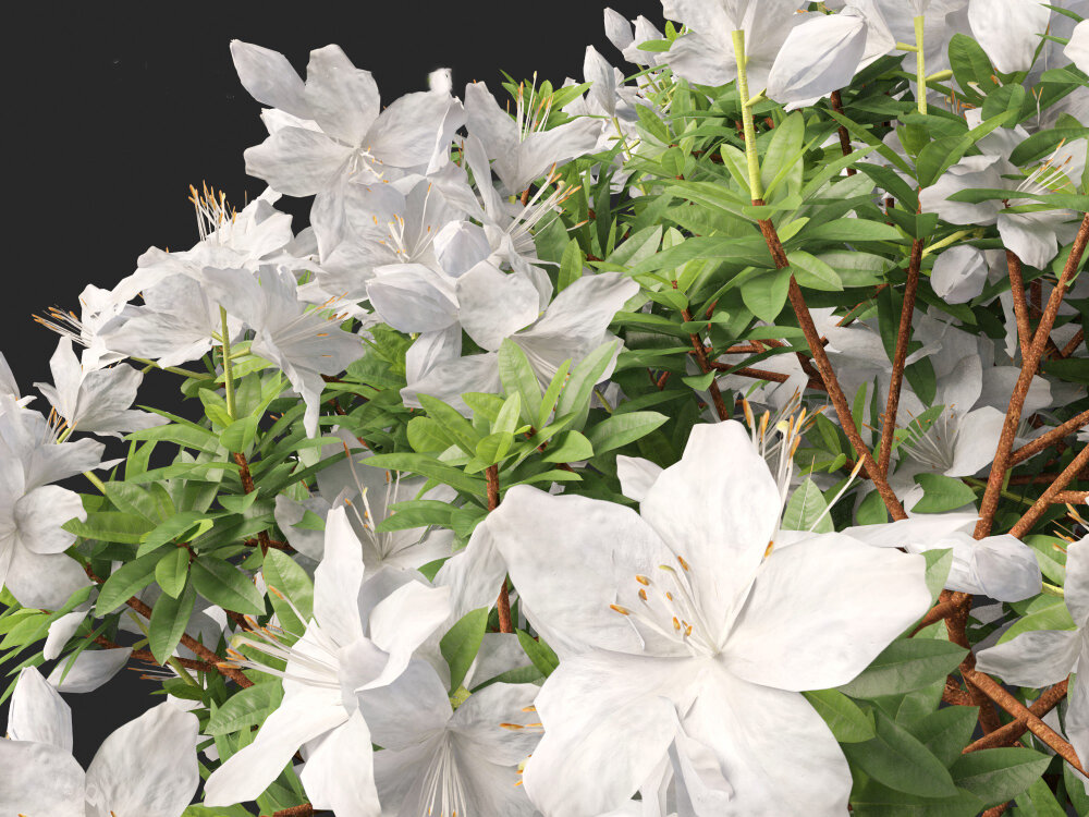 Rhododendron Hino White Hino-white Azalea 3D model - Download Flowers ...