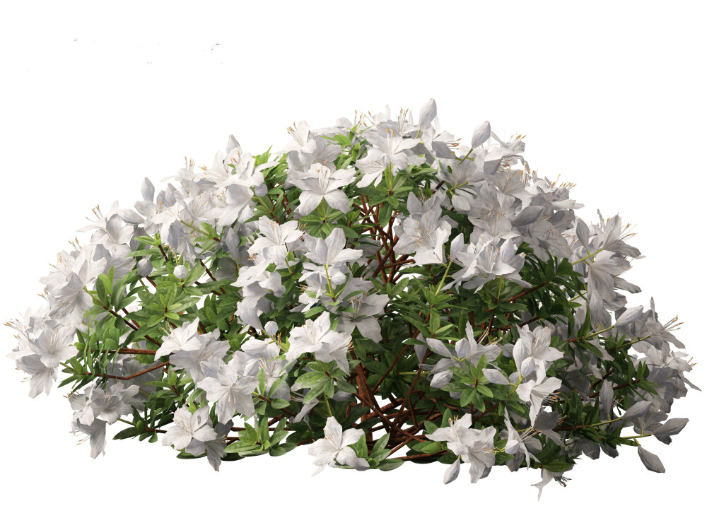Rhododendron Hino White Hino-white Azalea 3D model - Download Flowers ...