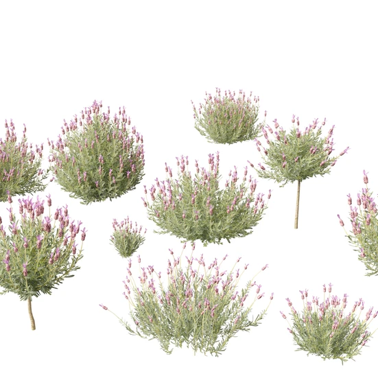 Lavender 3D Models Download - 3DModels.org