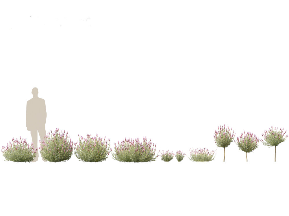Lavandula Stoechas French Lavender 3D model - Download Flowers on ...