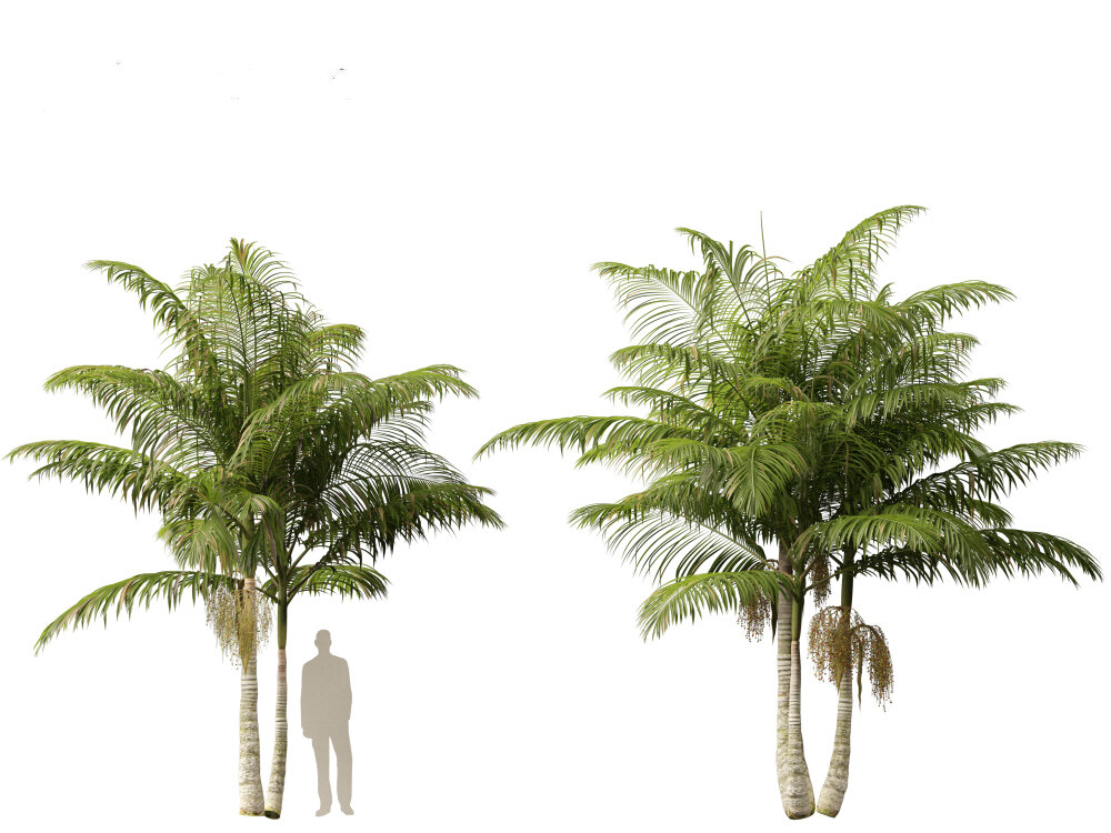 Palma Alexandra Archontophoenix Alexandrae Modelo 3D - Descargar ...