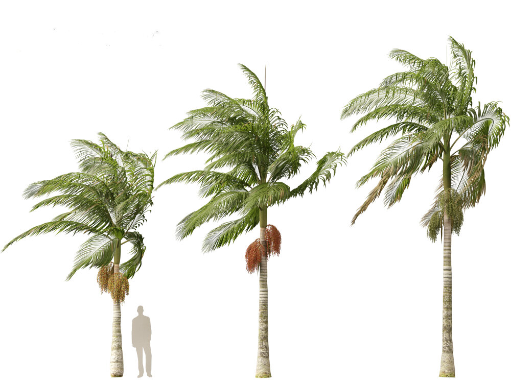 Assorted Height Palm Trees Collection 3D model - Download Trees on ...