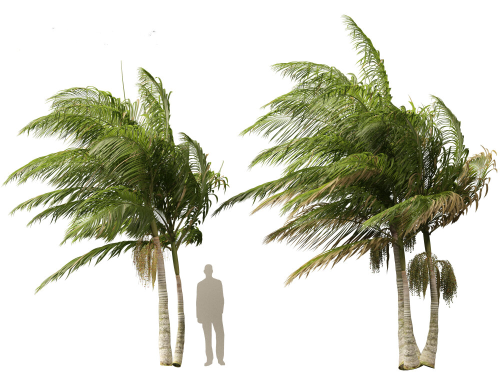 Assorted Height Palm Trees Collection 3D model - Download Trees on ...