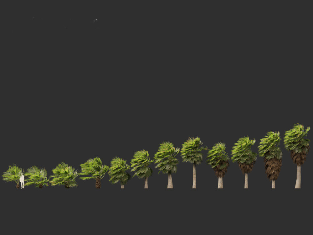 Series of Palm Trees with Varying Growth Stages 3D model - Download ...