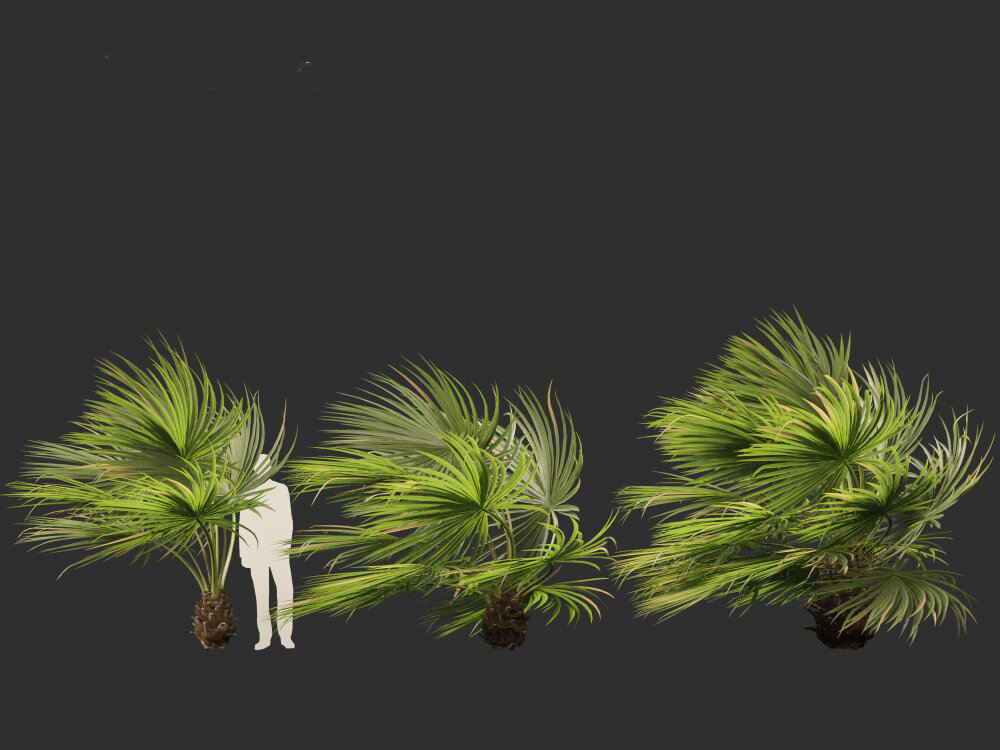 Series of Palm Trees with Varying Growth Stages 3D model - Download ...