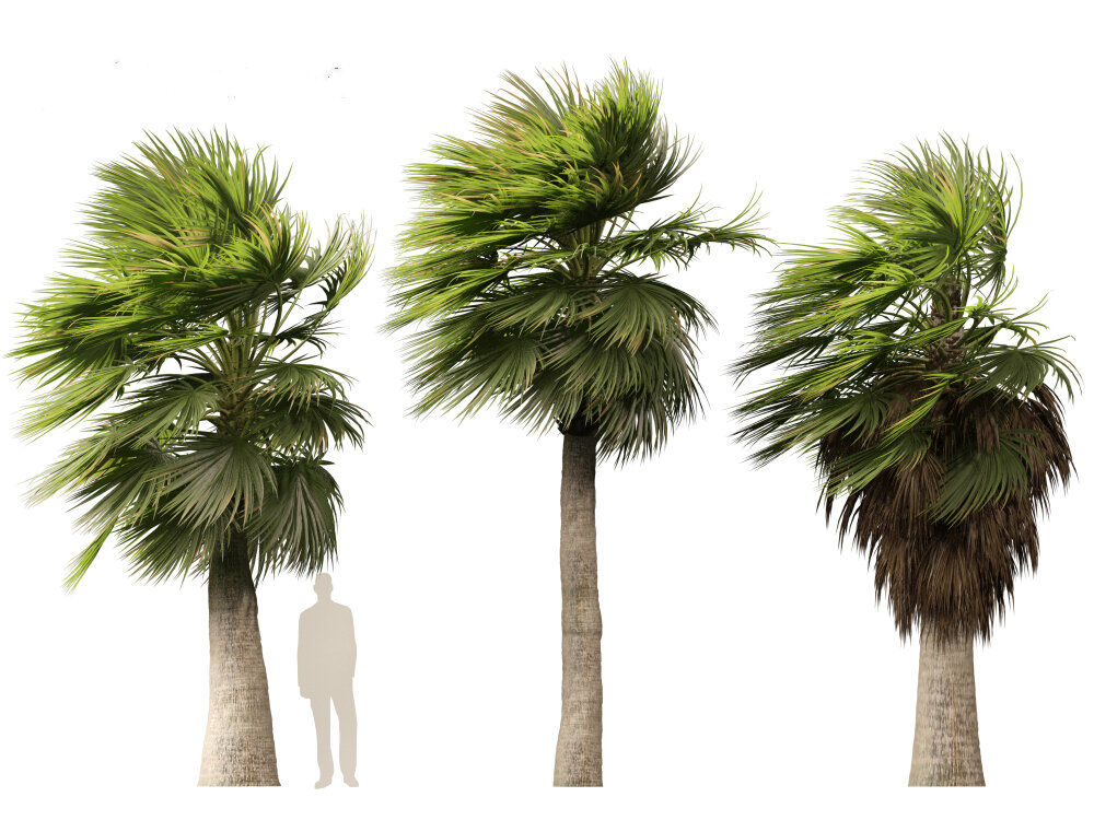 Series of Palm Trees with Varying Growth Stages 3D model - Download ...