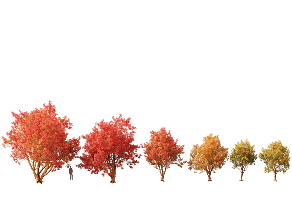 Collection des Arbres aux Couleurs Automnales Modèle 3D - Télécharger ...