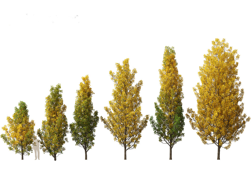 Autumn Colors Trees Collection 3D model - Download Trees on 3DModels.org