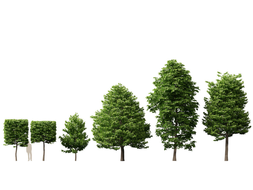 Urban Streetscape Trees Collection 3D model - Download Trees on ...