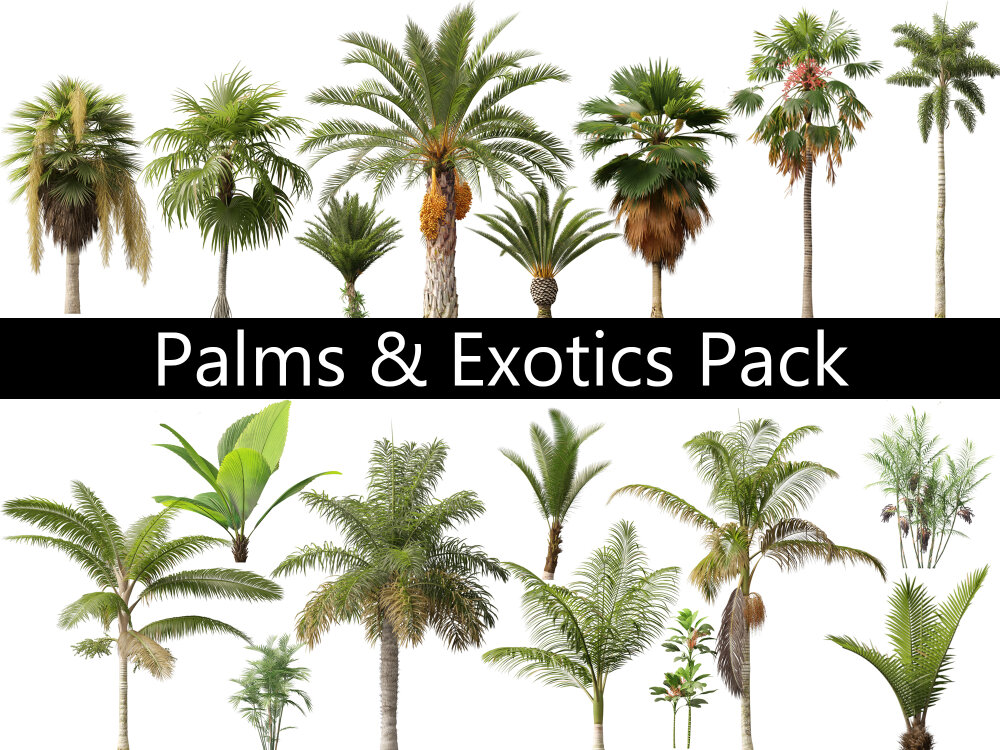 Palms and Exotics Collection 3D model - Download Trees on 3DModels.org