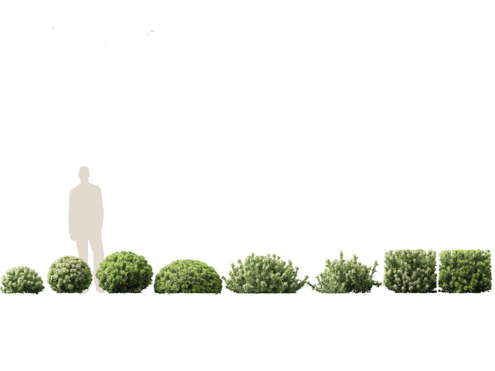 Hedge and Border Plants Collection 3D model - Download Bushes on ...