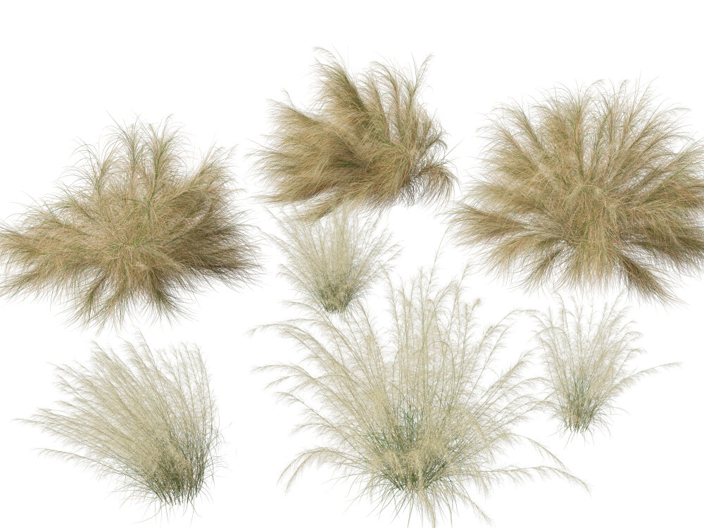 Decorative Ornamental Grasses Collection 3D model - Download Grass on ...
