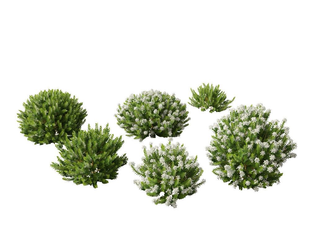 Australian Garden Essentials Collection 3D model - Download Bushes on ...