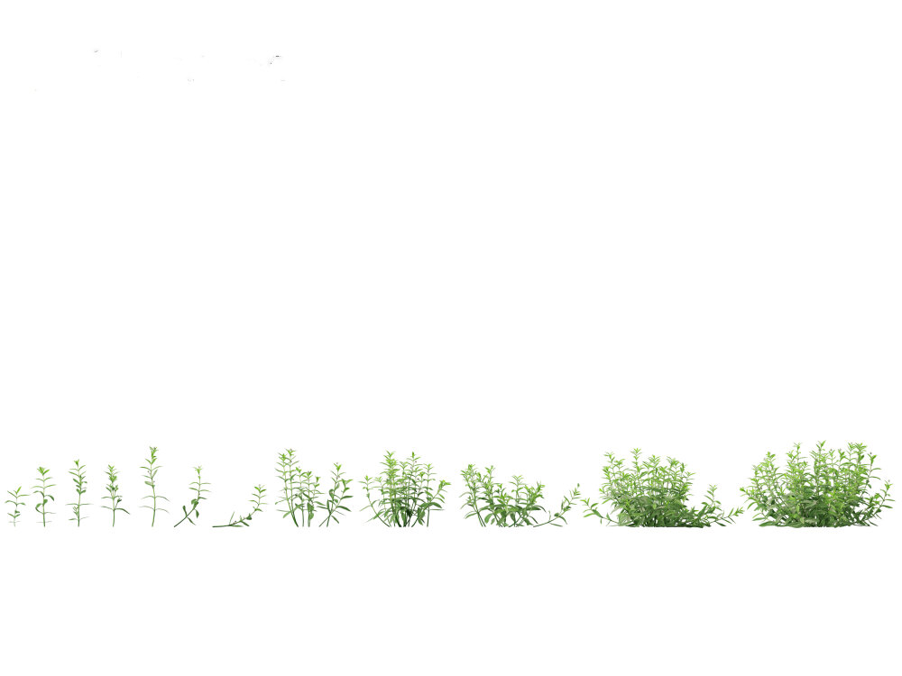 Meadow Grassland Plants Collection 3D model - Download Grass on ...