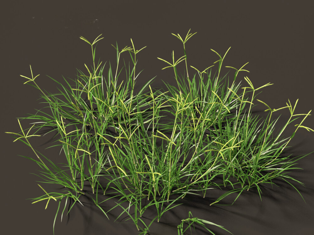 Meadow Grassland Plants Collection 3D model - Download Grass on ...