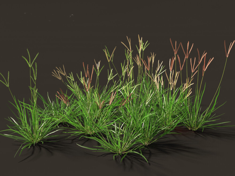 Meadow Grassland Plants Collection 3D model - Download Grass on ...