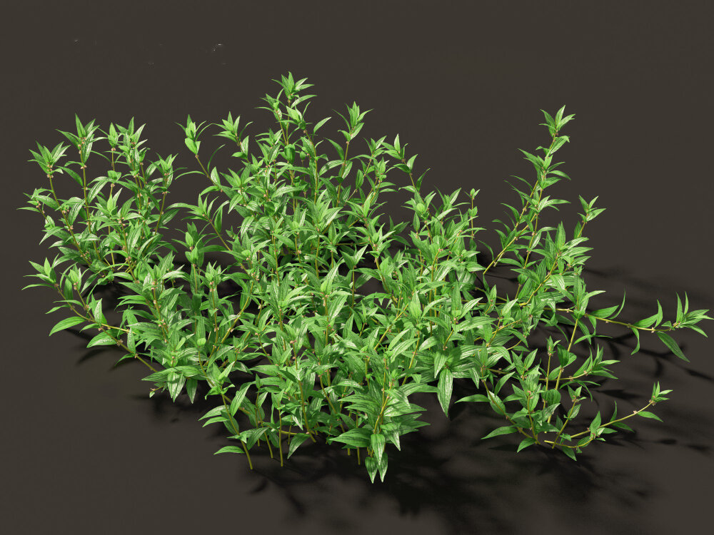 Meadow Grassland Plants Collection 3D model - Download Grass on ...