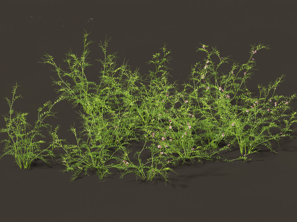 Meadow Grassland Plants Collection 3D model - Download Grass on ...