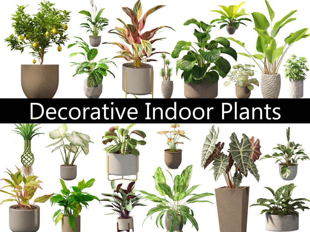 Decorative Indoor Plants Essentials Collection 3D model - Download ...