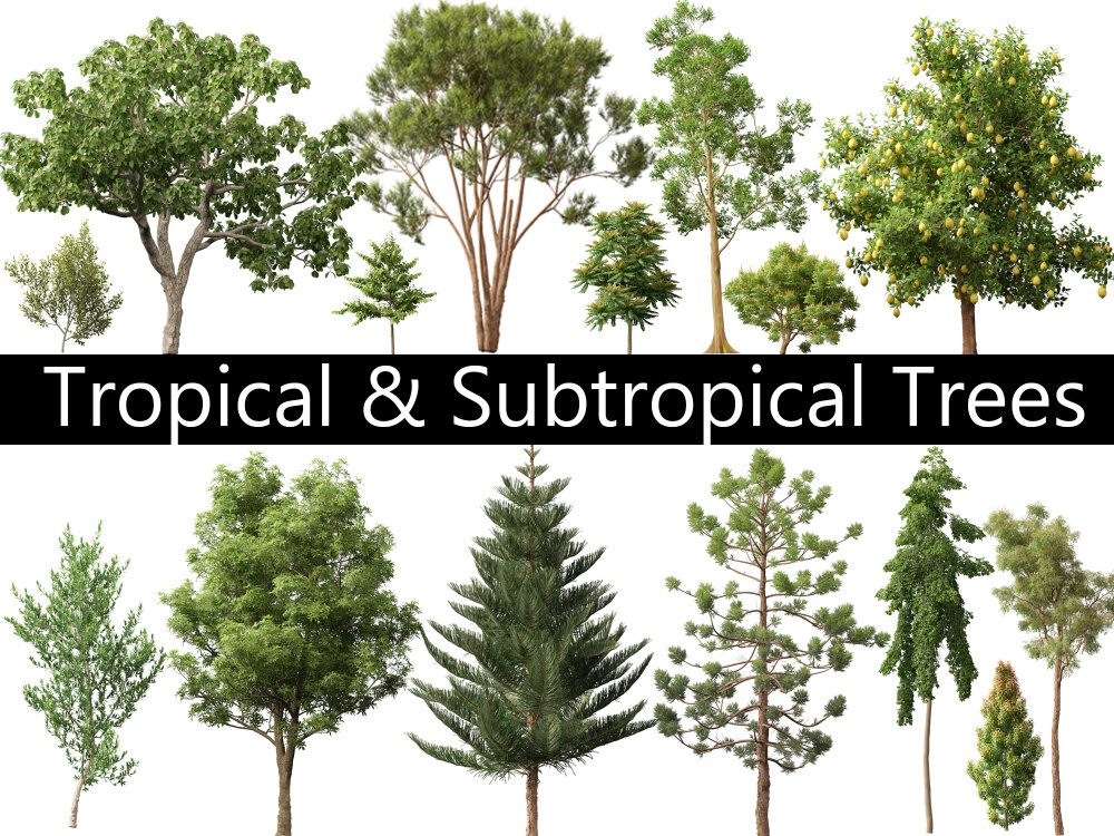 Paquete 46 De Árboles Tropicales & Subtropicales Modelo 3D - Descargar ...
