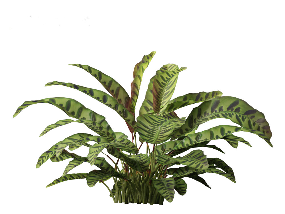Tropical & Exotic Foliage Pack 49 3D模型 - 下载 灌木丛 on 3DModels.org