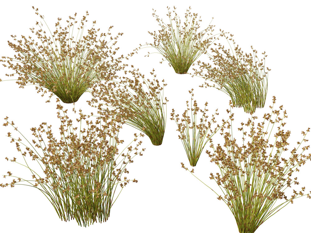 Mediterranean Drought-tolerant Pack 52 3D model - Download Landscapes ...