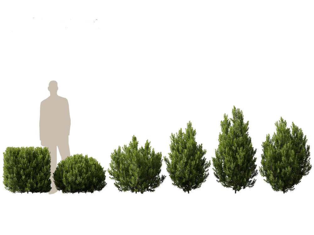 Mediterranean Drought-tolerant Pack 52 3D model - Download Landscapes ...