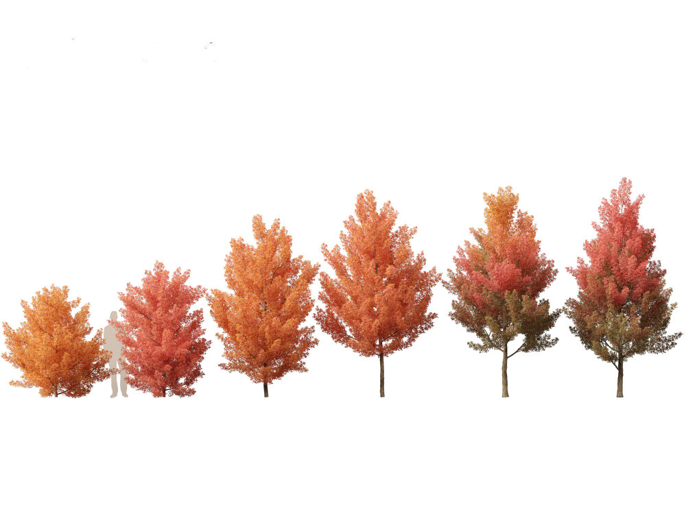 Temperate Flowering Shrubs & Trees Pack 54 3D model - Download Trees on ...