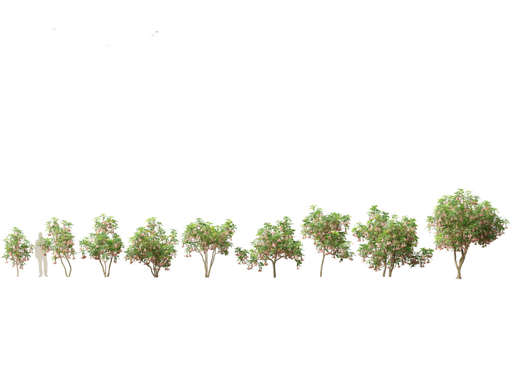 Temperate Flowering Shrubs & Trees Pack 54 3D model - Download Trees on ...