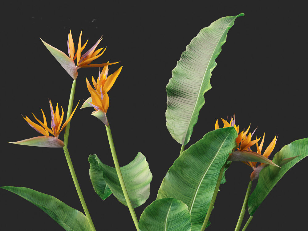 Strelitzia Reginae Paradiesvogelblume 3D-Modell - Herunterladen Blumen ...
